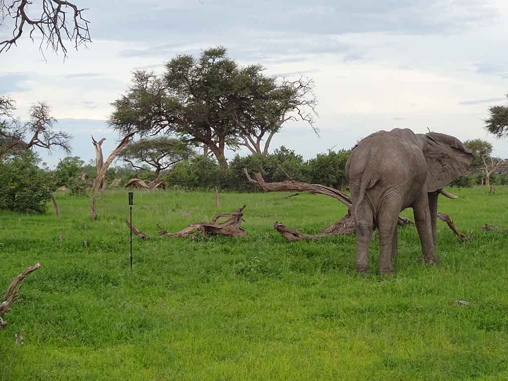 Virtual Reality Safari - Visual Vitamin | 360° & VR PRODUCTIONS